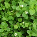 Weed or Flower? Check Out These 8 Common Weeds