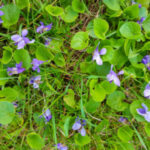 Weed or Flower? Check Out These 8 Common Weeds